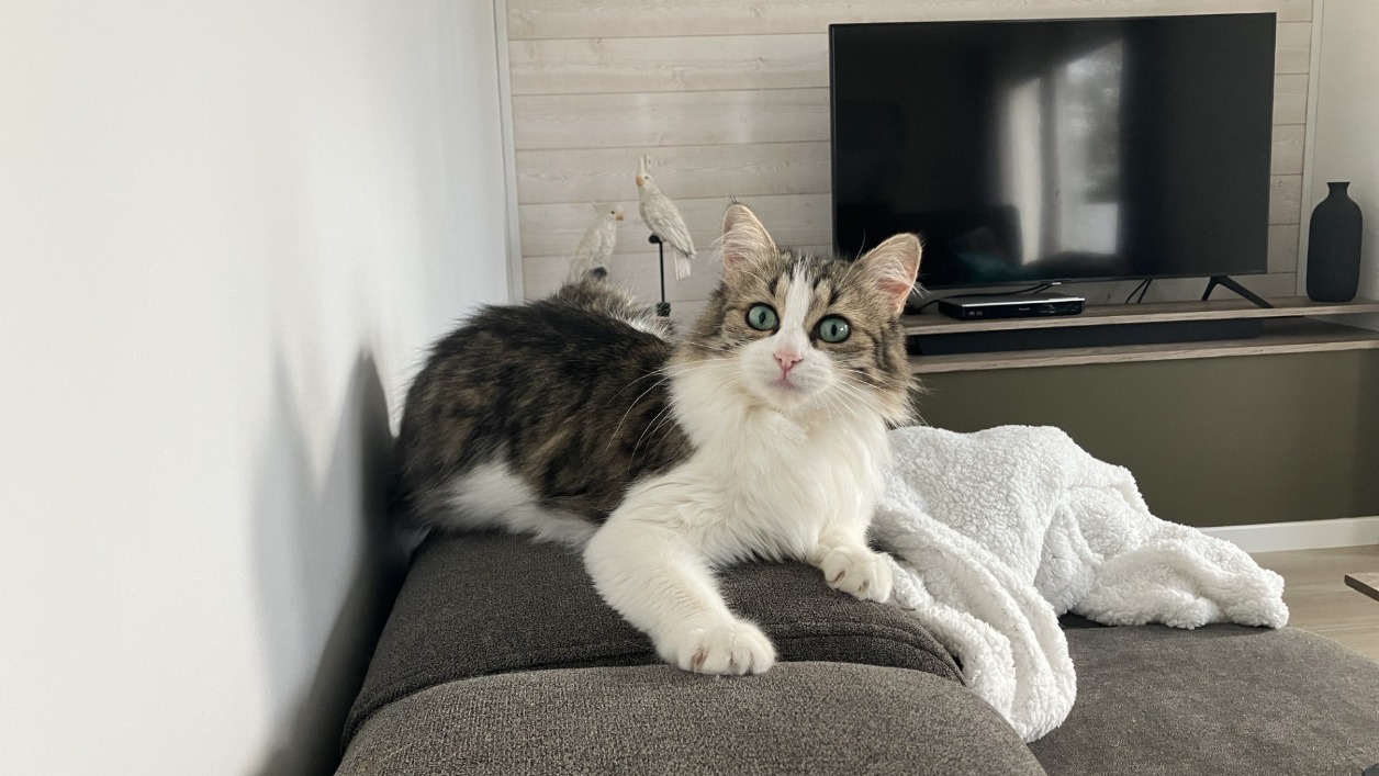 Adopter BINGA, Chat - La SPA - Refuge de La-Roche-Sur-Yon