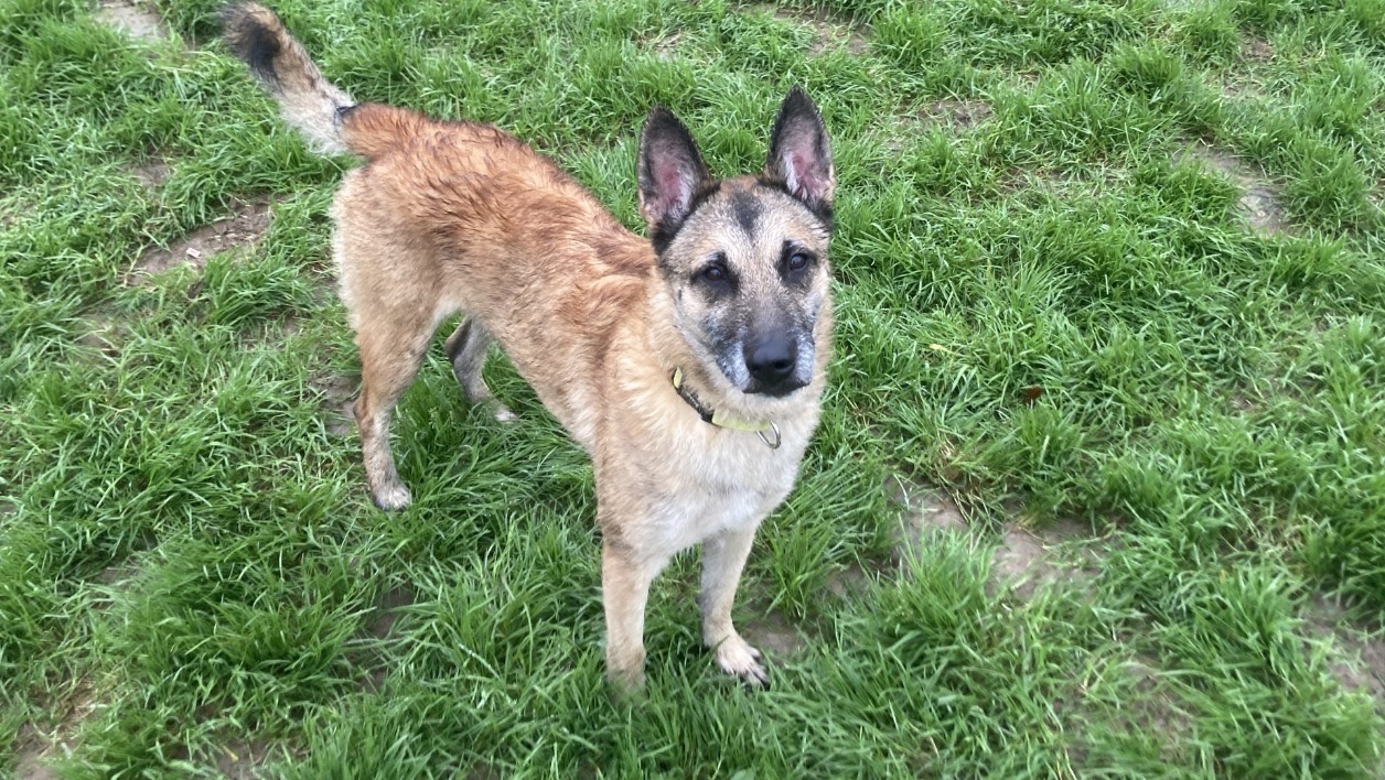 Adopter RAVEN, Chien - La SPA - Refuge de La-Roche-Sur-Yon