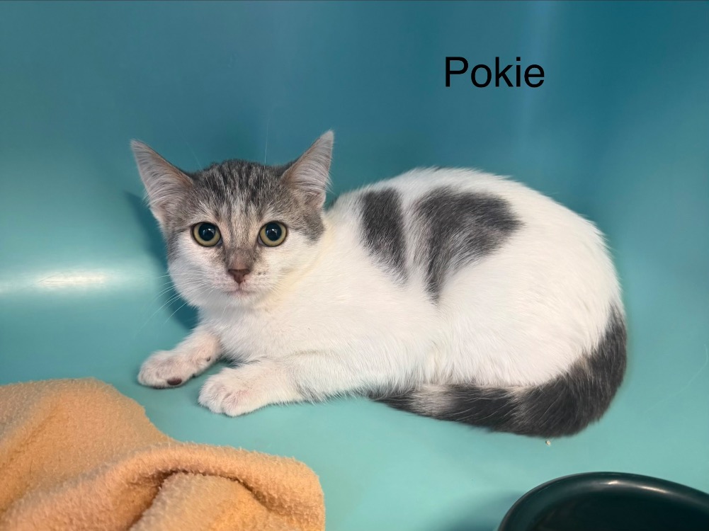 Adopter POKIE, Chat - La SPA - Refuge de Poulainville