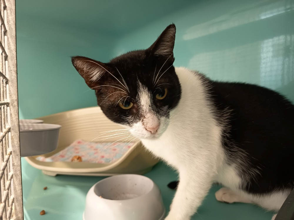 Adopter ODI C, Chat - La SPA - Refuge de Vaux-Le-Penil