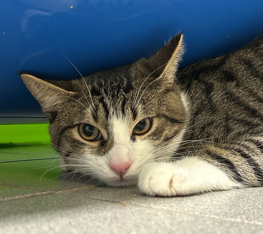 Adopter BALLOU, Chat - La SPA - Refuge de Forbach
