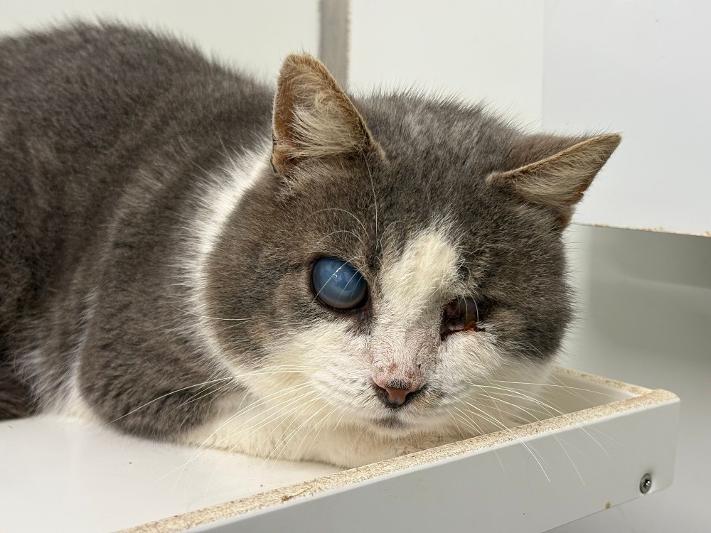 Adopter RAY CHARLES, Chat - La SPA - Refuge de Cholet – De l'Espérance