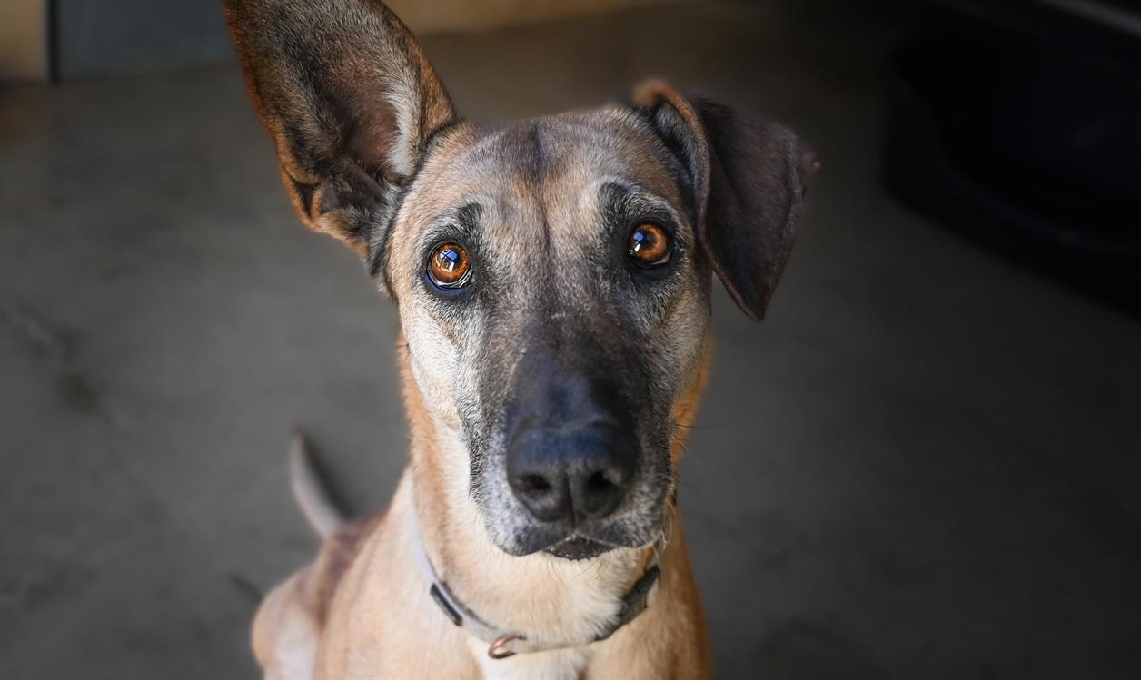 Adopter OSIS, Chien - La SPA - Refuge de Perpignan