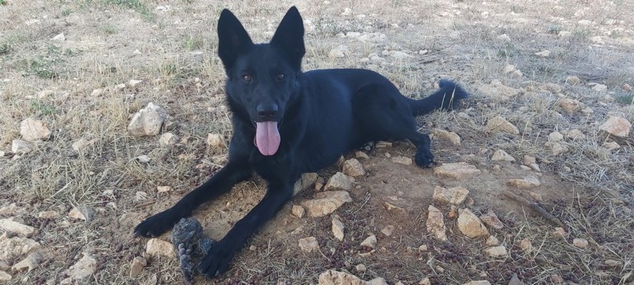 Adopter onala, Chien - La SPA - Refuge de Vallerargues – Alès