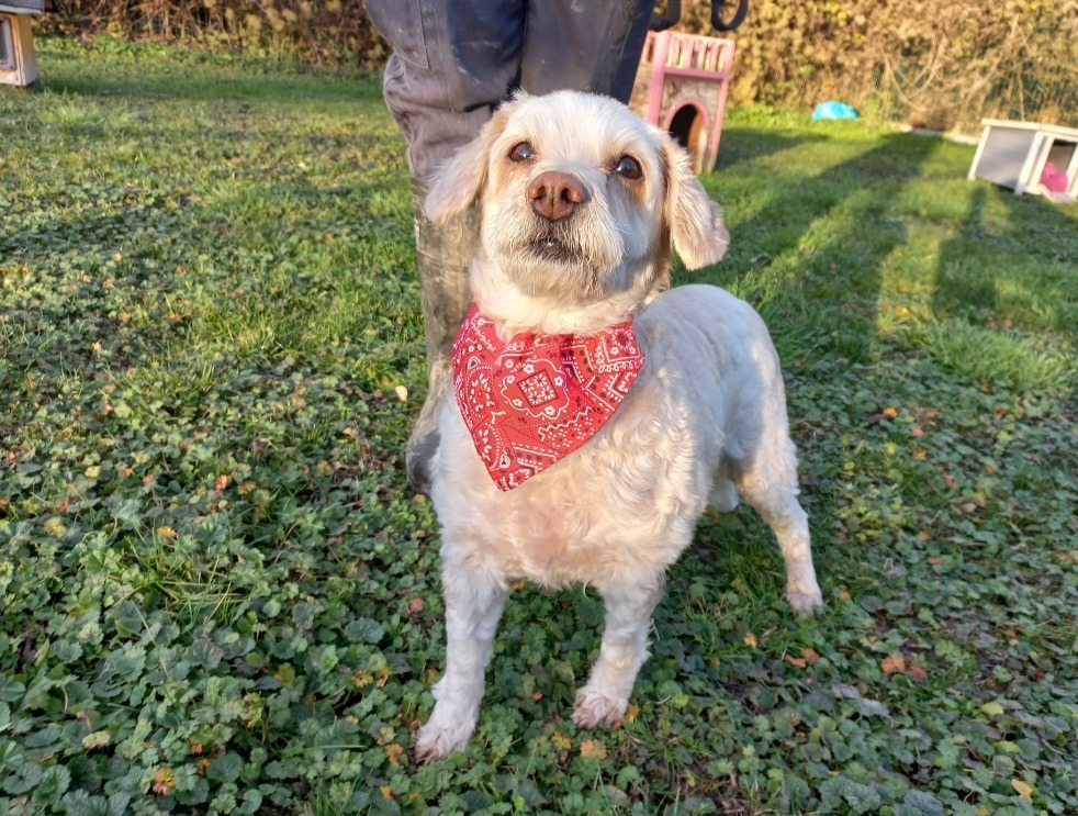 Bichon à adopter à la SPA