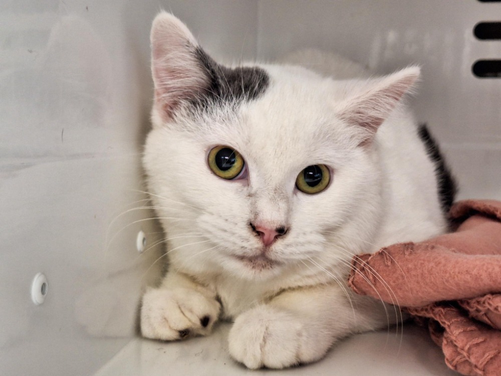 La SPA – Refuge des Ardennes – Maubert-Fontaine - LA SPA