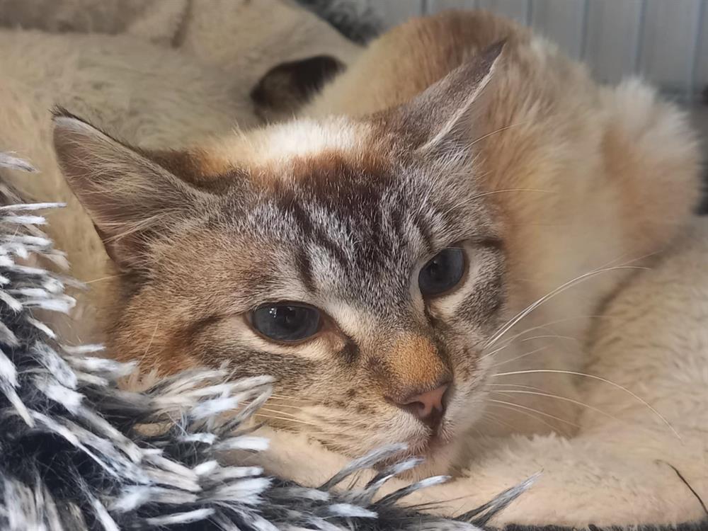 Adopter HASCH CHA, Chat - La SPA - Refuge de Chamarande