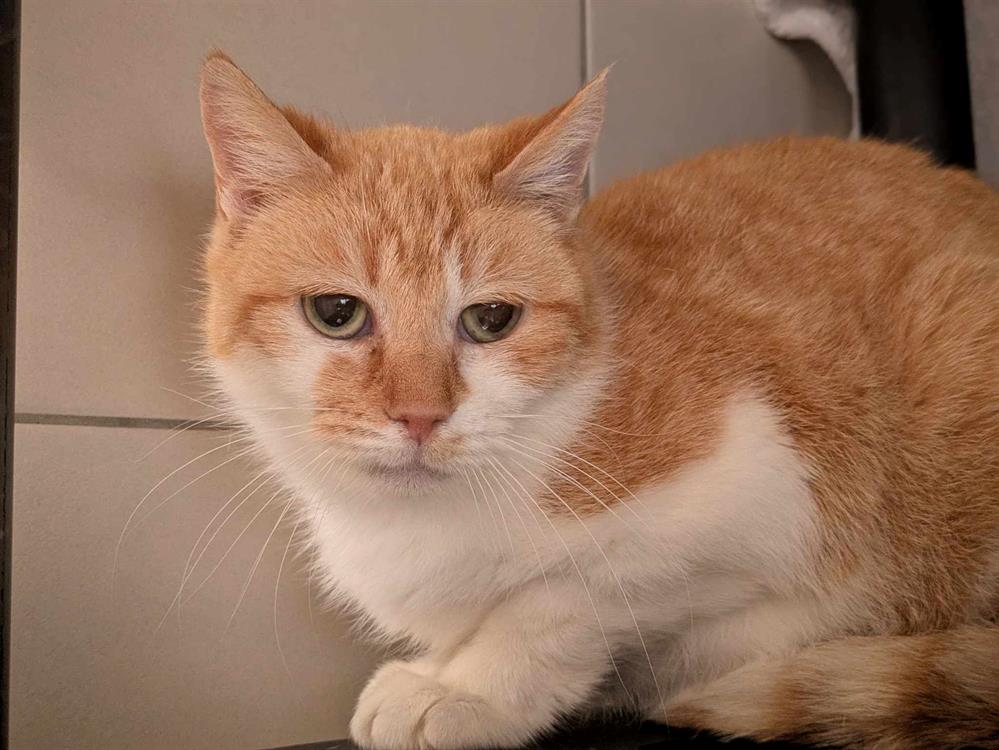 Adopter KETA QCT, Chat - La SPA - Refuge de Chamarande