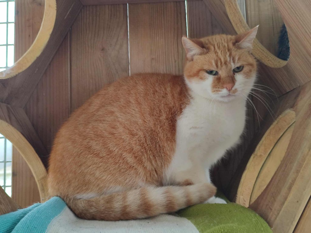 Adopter KETA QCT, Chat - La SPA - Refuge de Chamarande