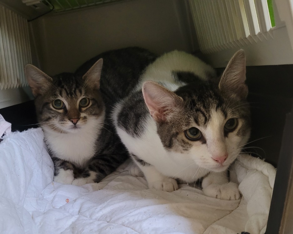 Ouverture du nouveau refuge-fourrière SPA de Gennevilliers - LA SPA