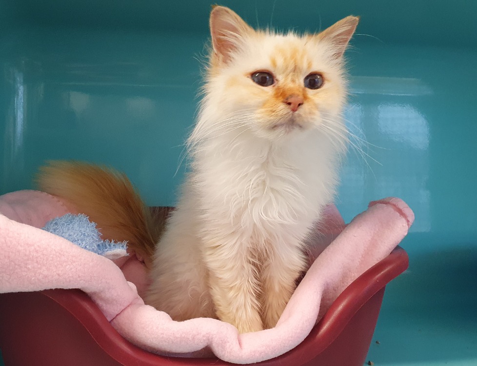 Adopter JEANETTE C, Chat - La SPA - Refuge de Vaux-Le-Penil