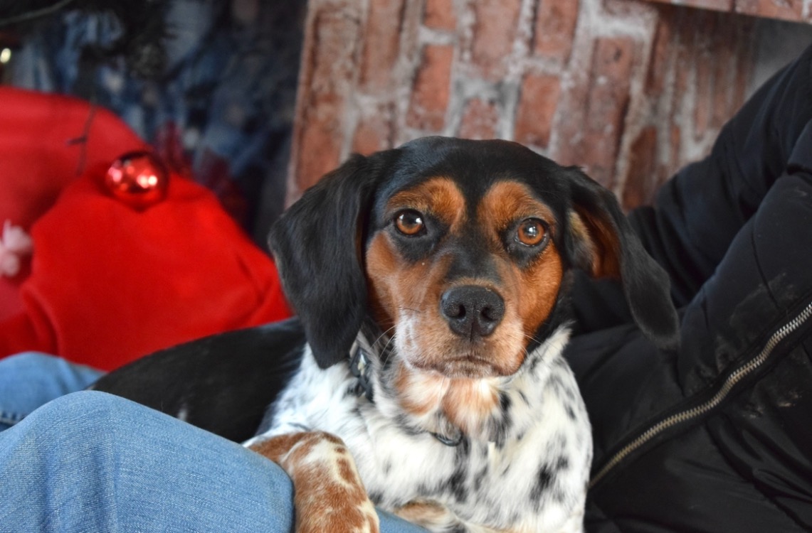 Adopter un Beagle - LA SPA