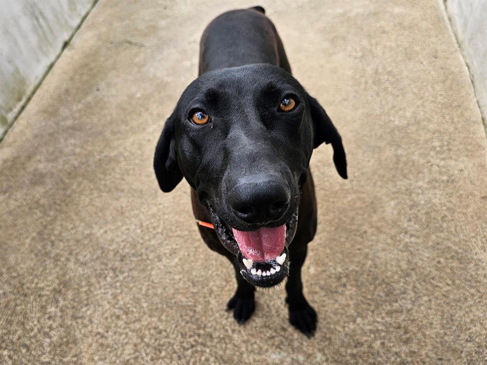 Adopter JENNY, Chien - La SPA - Refuge d'Arry – Gerhard Cramer