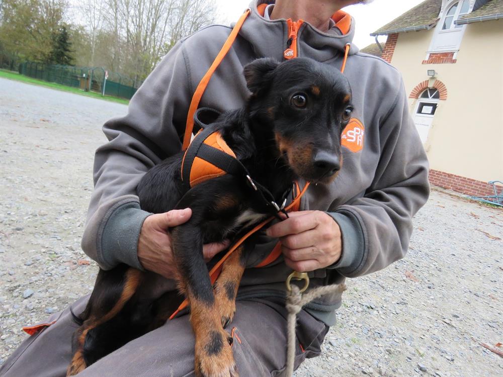 Adopter un Ratier - LA SPA