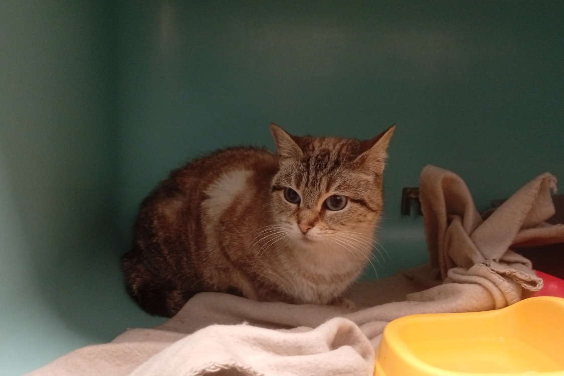 Adopter CARAMEL, Chat - La SPA - Refuge de Rennes