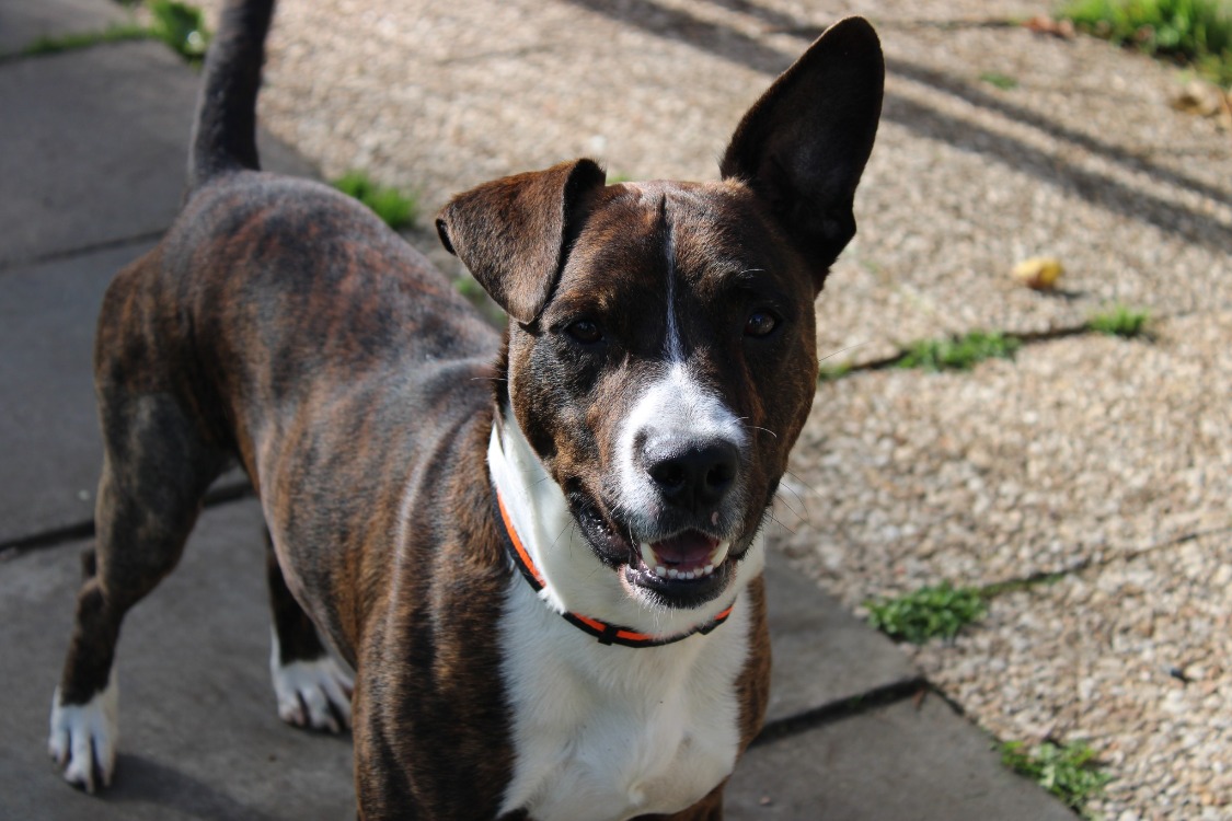 Adopter FIBUS, Chien - La SPA - Refuge de Cabourg