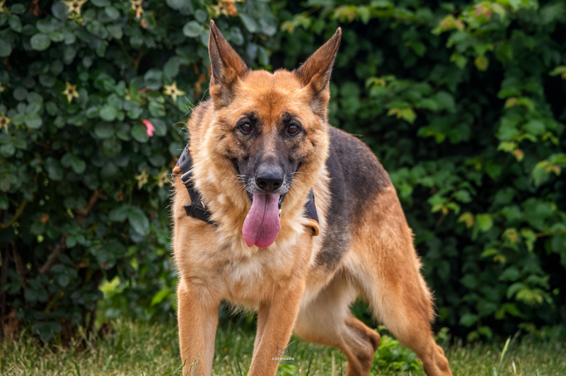 Adopter ILLA, Chien - La SPA - Refuge de Morée – Jean Leriche