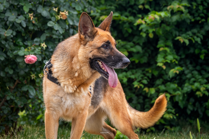 Adopter ILLA, Chien - La SPA - Refuge de Morée – Jean Leriche