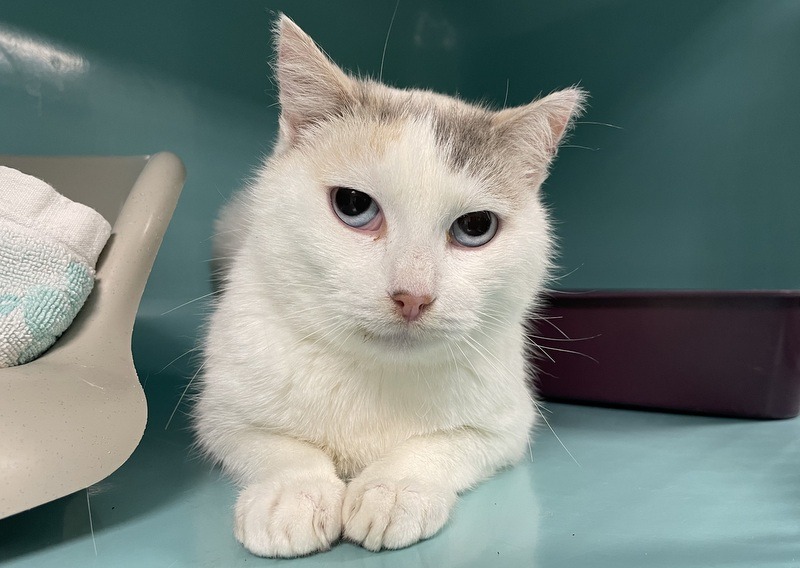 Adopter LIVY, Chat - La SPA - Refuge de Morée – Jean Leriche