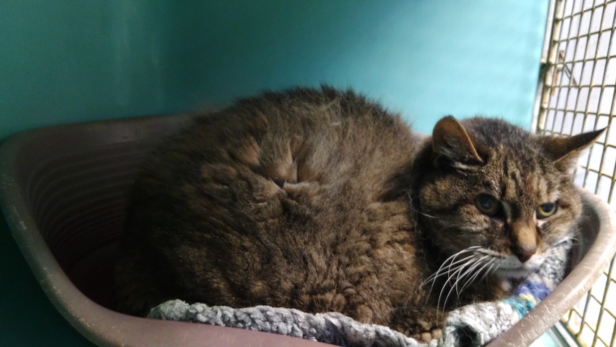 Adopter Capone, Chat - La SPA - Refuge de Cholet – De l'Espérance