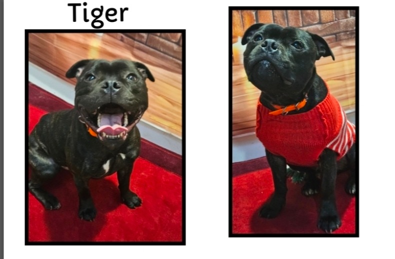 Adopter RIX, Chien - La SPA - Refuge du Cotentin – Cherbourg