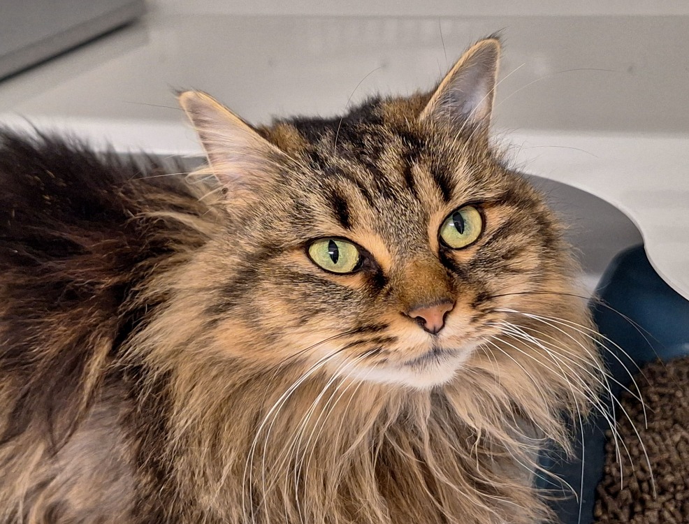 Adopter un Angora - LA SPA