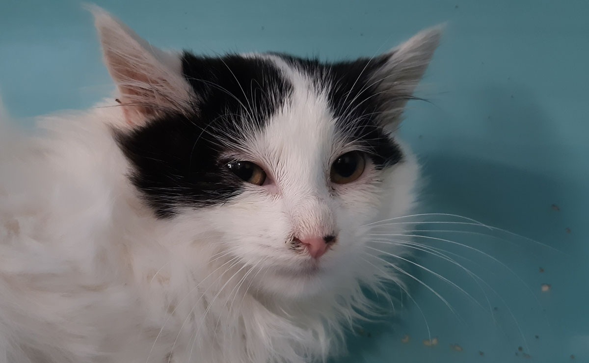 Adopter Munin, Chat - La SPA - Refuge de Millau – L'Escale