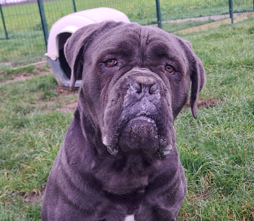 Adopter un Cane corso - LA SPA