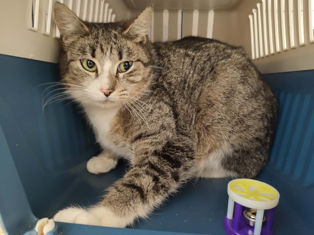 Adopter BUENO QCT, Chat - La SPA - Refuge de Quimper – Du Corniguel
