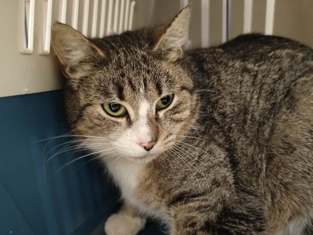Adopter BUENO QCT, Chat - La SPA - Refuge de Quimper – Du Corniguel
