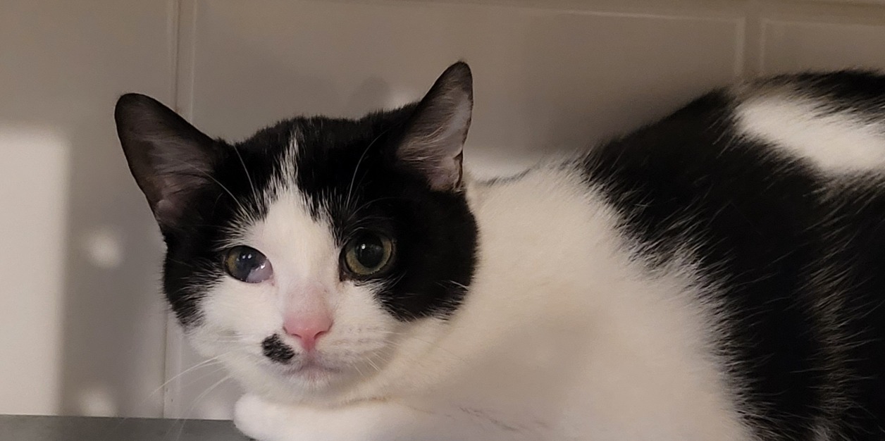 Refuge SPA de Luynes - Tours – 37 –Indre-et-Loire – Adoption