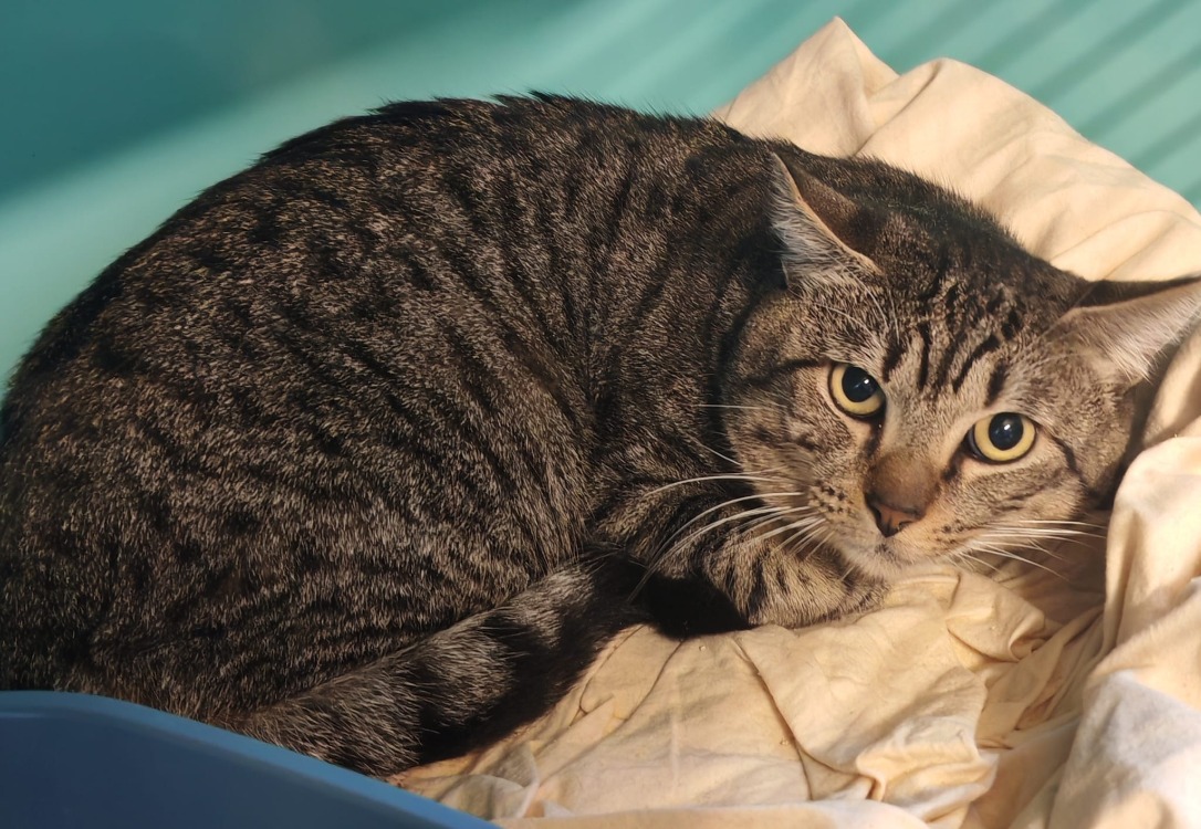 Adopter LOAK, Chat - La SPA - Refuge de Gennevilliers – Grammont