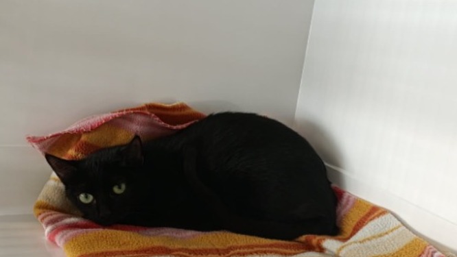 Adopter Chafouin, Chat - La SPA – Refuge des Ardennes - Maubert-Fontaine