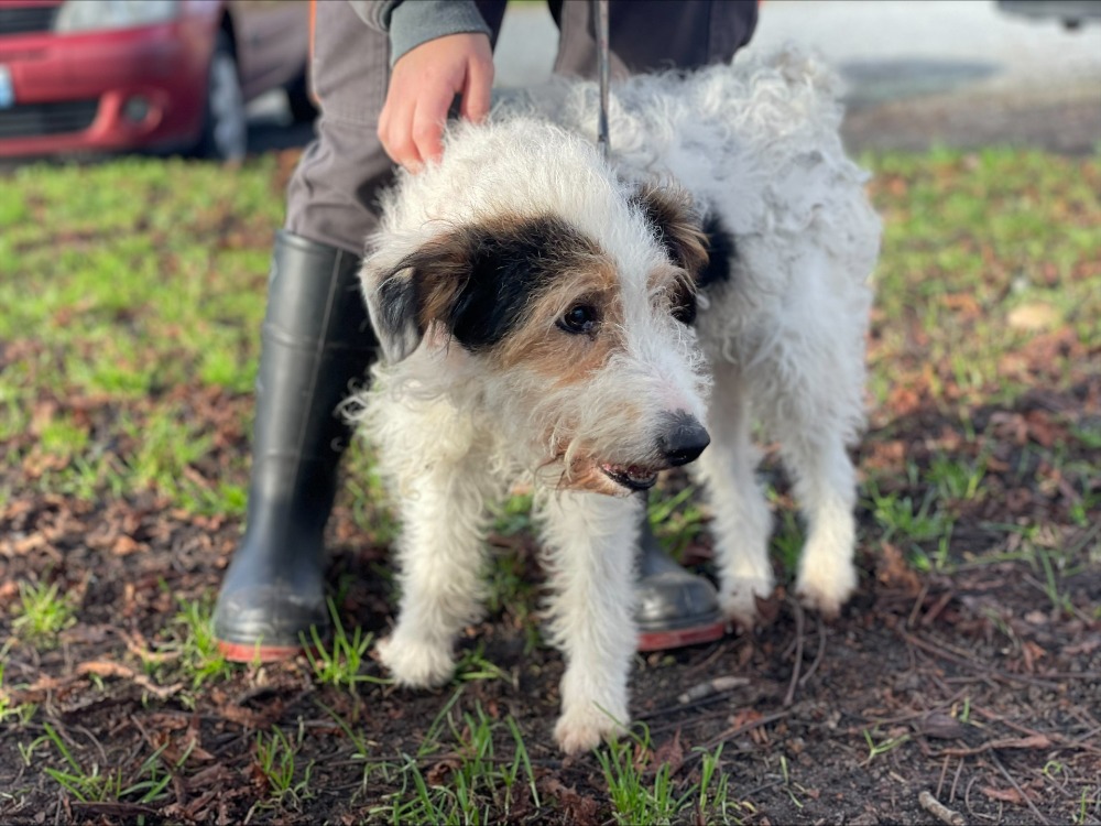 Adopter NORBERT, Chien - La SPA - Refuge d'Yvré-L'Évèque – Le Mans