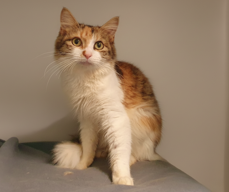 Adopter MADELINE CHA, Chat - La SPA - Refuge de Chamarande