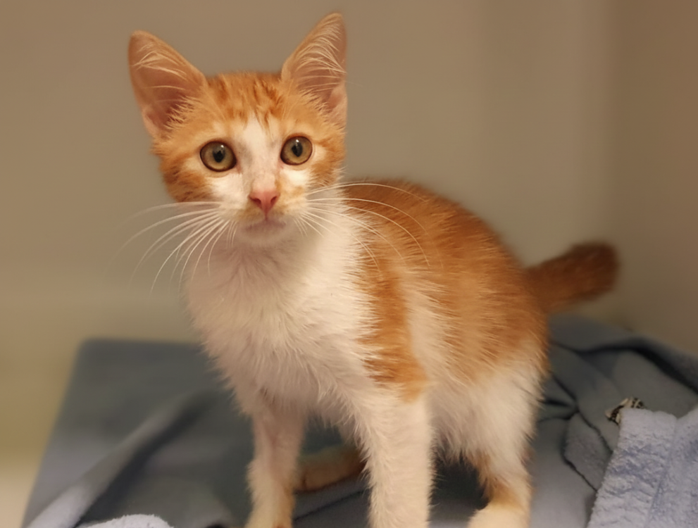 Adopter KAMEL CHA, Chat - La SPA - Refuge de Chamarande