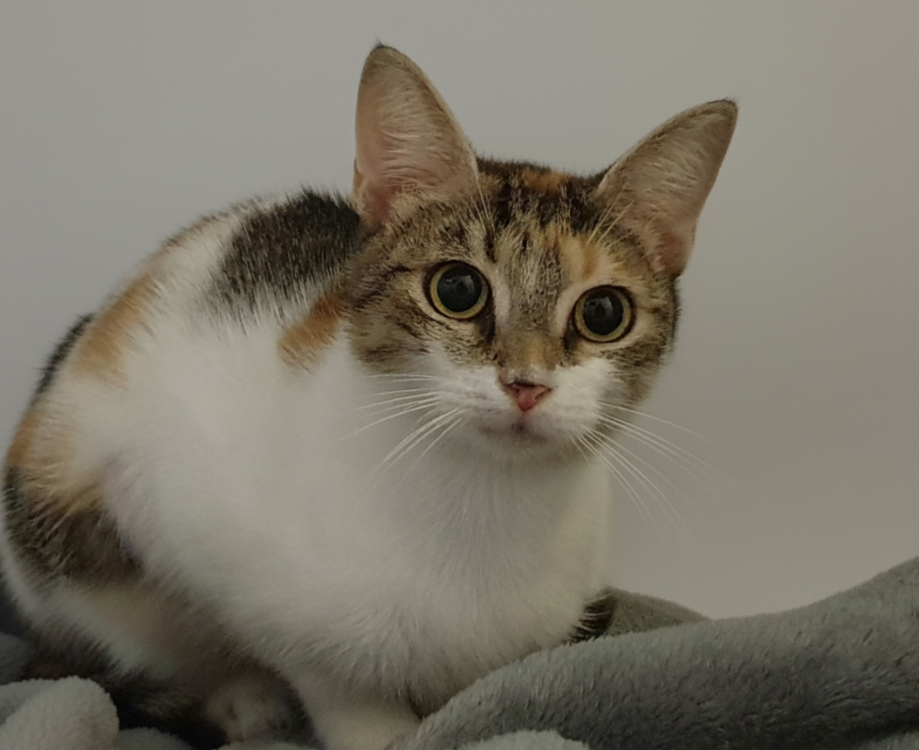 Adopter MINETTE CHA, Chat - La SPA - Refuge de Chamarande