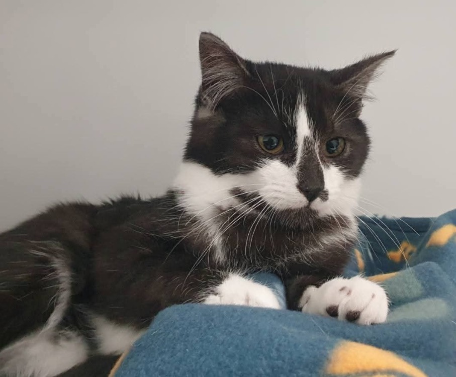 Adopter WALDO CHA, Chat - La SPA - Refuge de Chamarande