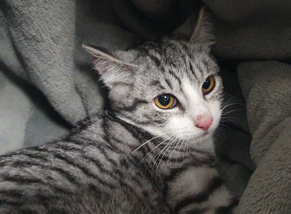 Adopter WENDY CHA, Chat - La SPA - Refuge de Chamarande