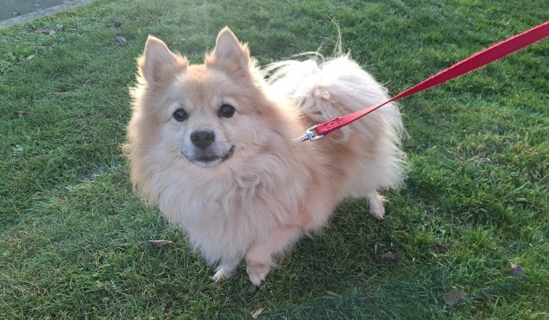 Adopter un Spitz - LA SPA