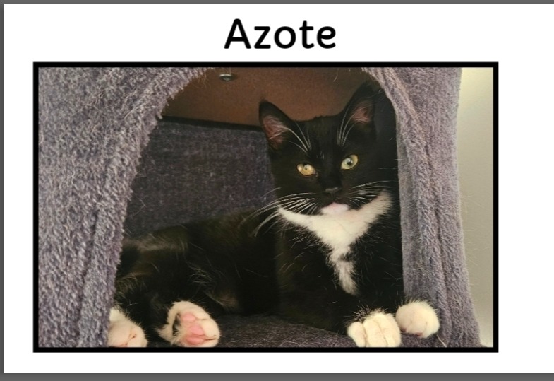 Adopter AZOTE (réservée ), Chat - La SPA - Refuge du Cotentin – Cherbourg