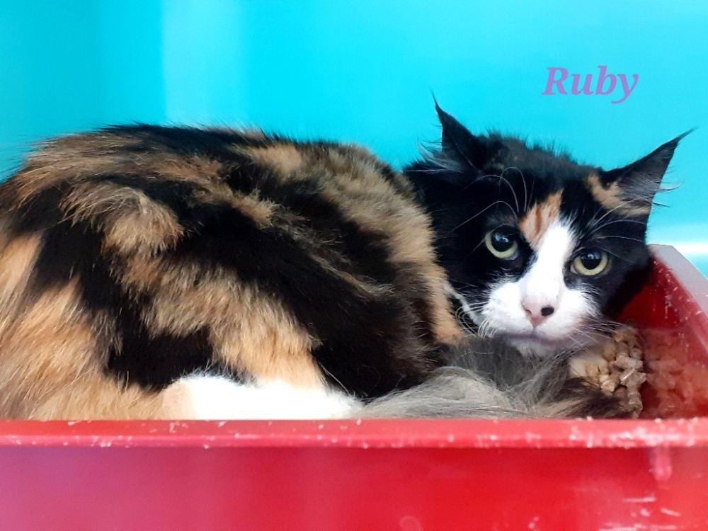 Adopter Ruby, Chat - La SPA - Refuge de Poulainville