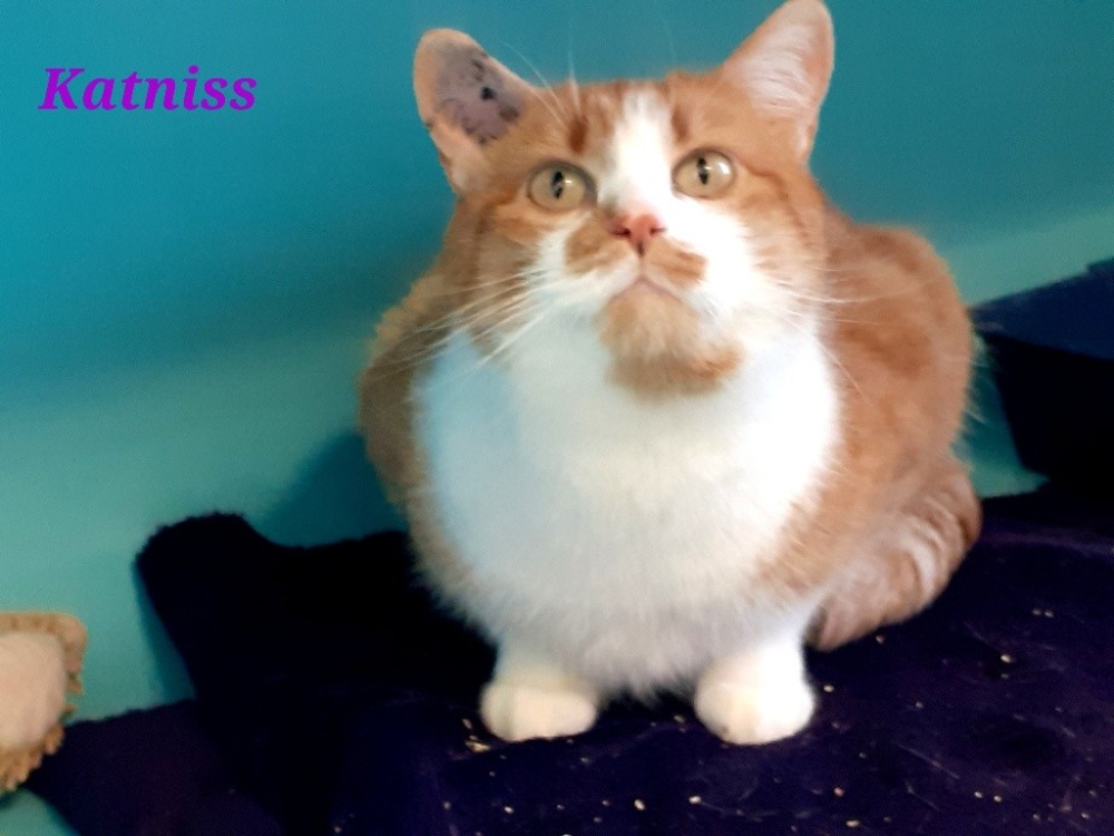 Adopter KATNISS, Chat - La SPA - Refuge de Poulainville