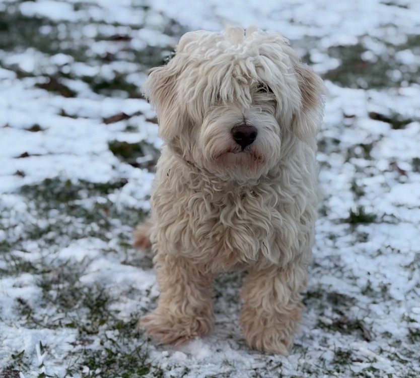 Adopter Archie CAA14538, Chien - La SPA - Refuge de Compiègne