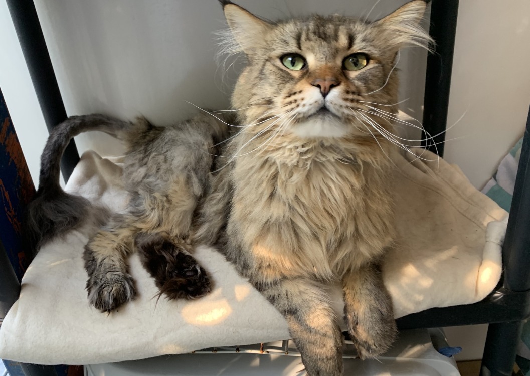 Adopter un Maine Coon - LA SPA