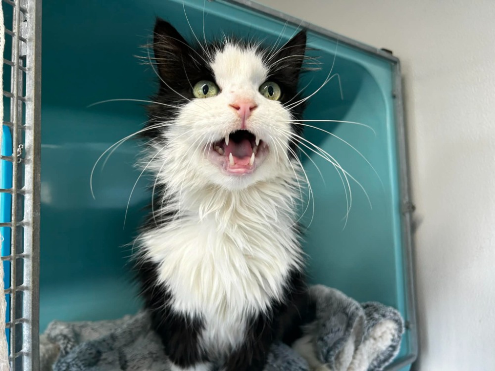 Adopter Piouf, Chat - La SPA - Refuge de Cabourg