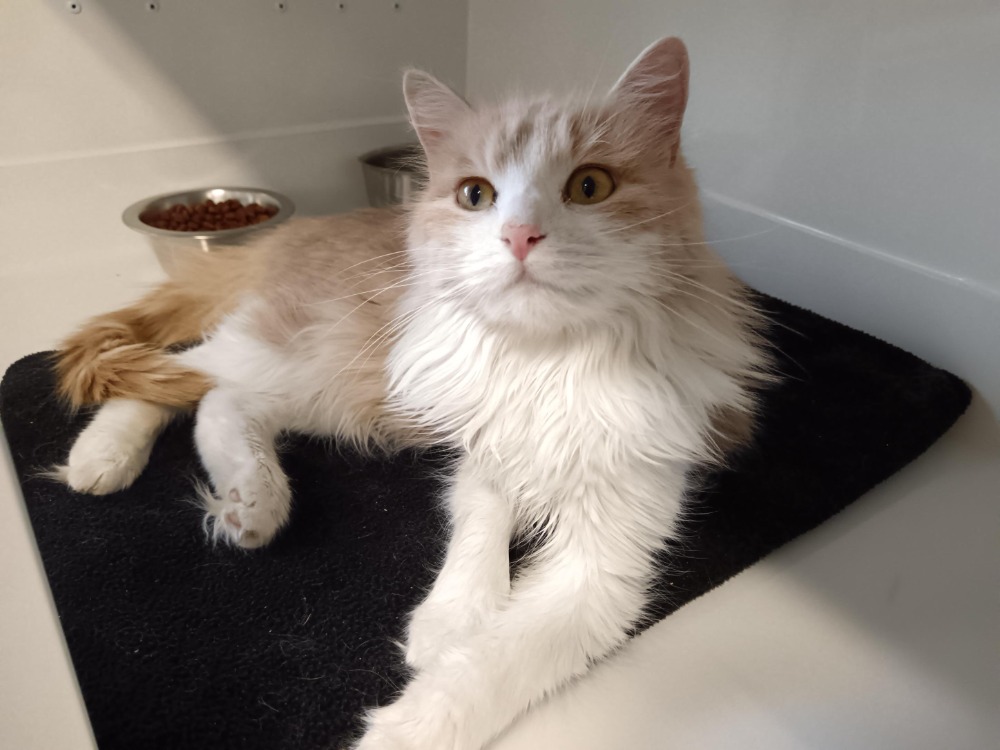 Adopter CLEOPATRE CTTE, Chat - La SPA - Refuge de Briançon – Le Chazal