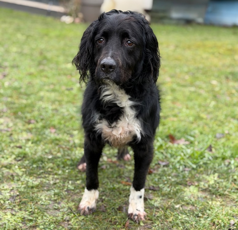 Adopter un Setter anglais - LA SPA