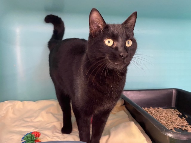 Adopter DRAGON, Chat - La SPA - Refuge de Flayosc – Draguignan