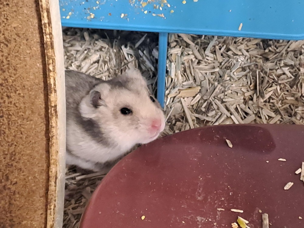 Adopter TWEEDLE, NAC - La SPA - Refuge de Cholet – De l'Espérance